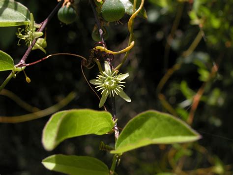Passiflora Suberosa Leon Levy Native Plant Preserve