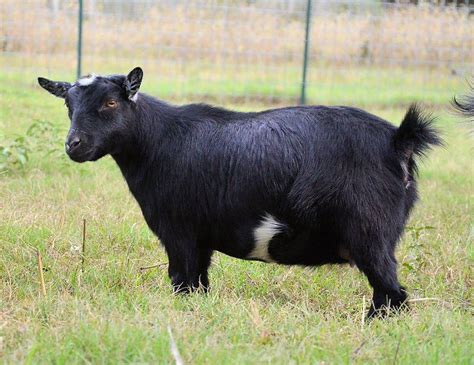 Color Choices For Registration National Pygmy Goats Association