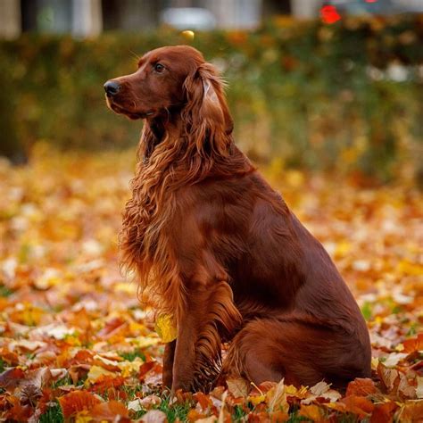 Red Setter Dog Artofit