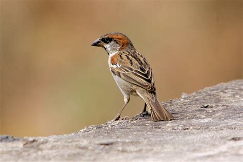 Taxonomy Old World Sparrows Snowfinches Passeridae