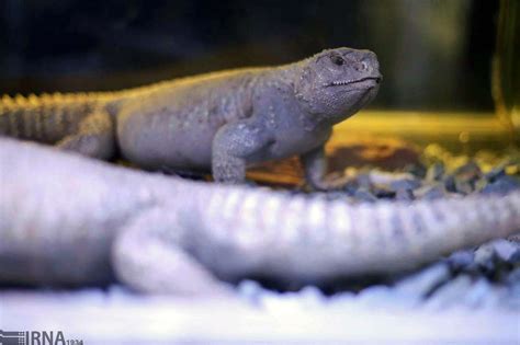 خبرآنلاین تصاویر از مار و لاک‌پشت تا سوسمار و ایگوانا در باغ