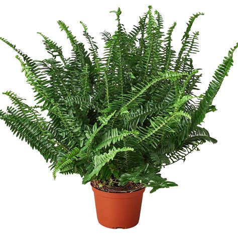 Jesters Crown Fern Live Plant For Indoor Different Houseplants In 4