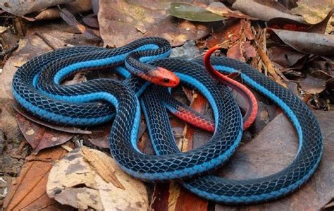 Racunnya 6 Kali Lebih Mematikan Dari Ular Kobra Inilah Fakta Unik Ular