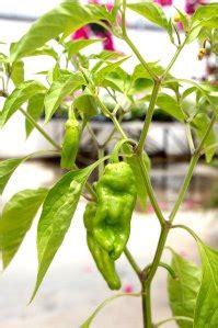 How To Grow Great Summer Peppers Westwood Gardens