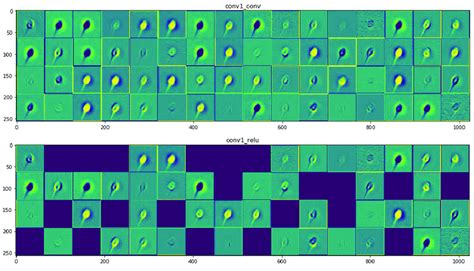 Activation Layer For Head Sperm Cells Download Scientific Diagram