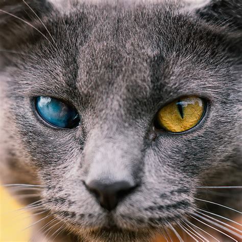 What Causes Cloudy Cat Eyes Greensboro Vets Cloudy Eye In Cat