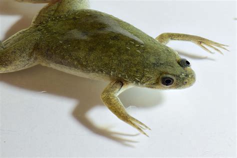 Fighting The Frog Virus Department Of Biological Sciences Columbian College Of Arts
