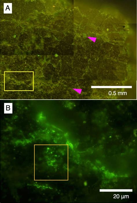 The Bushveld Igneous Complex Will Expand The Understanding Of Microbial