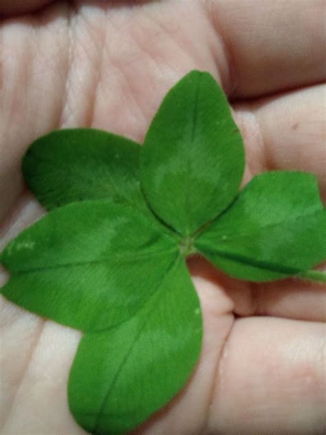 I Found A 5 Leafed Clover Rmildlyinteresting