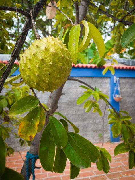 23 Ecuador Fruits Youll Love Photos Bacon Is Magic