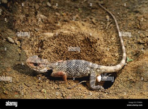 Eastern Fence Lizard Eggs