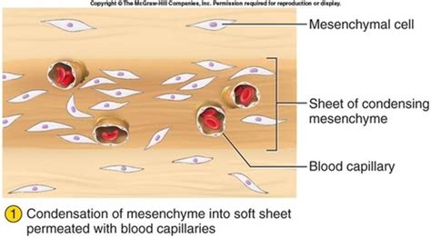 Bone Development And Growth Intermembranous Ossification Flashcards