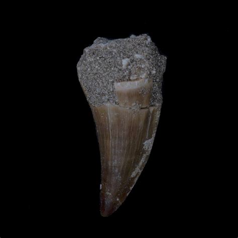 Mosasaurus Beaugei Tand Stoneshop