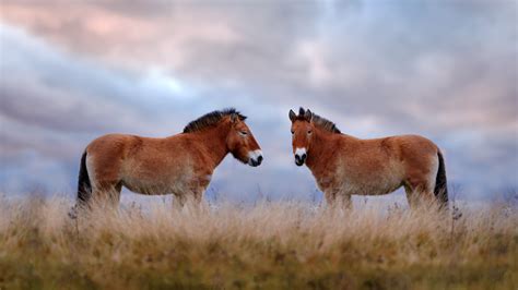 Bing Hd Wallpaper Sep 14 2023 Przewalskis Horses Hustai National
