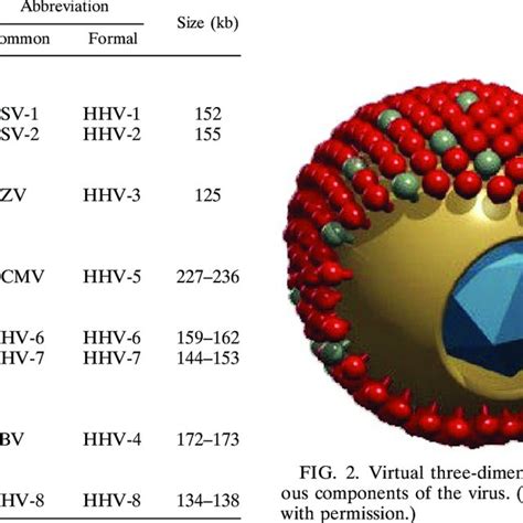 Life Cycle Of Hcmv In A Human Cell Hcmv Enters Human Cells Either