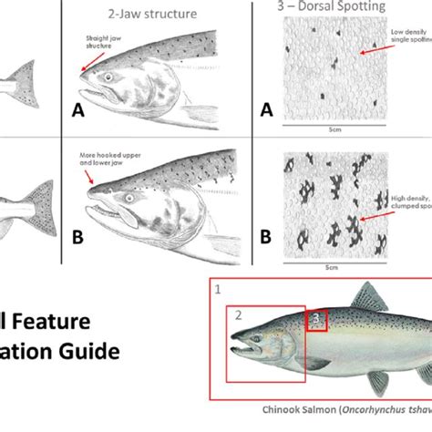 Categorical Visual Identification Guide For Chinook Salmon Evaluated In