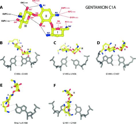 Description And Analysis Of The Contacts Between Gentamicin C1a And The Download Scientific