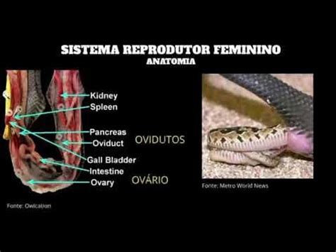 Sistema Reprodutor Da Cobra Turma 21 Youtube