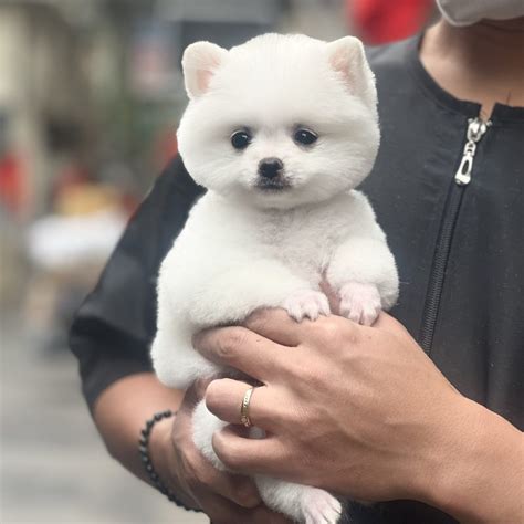 Chó Phốc Sóc Mập Pet House