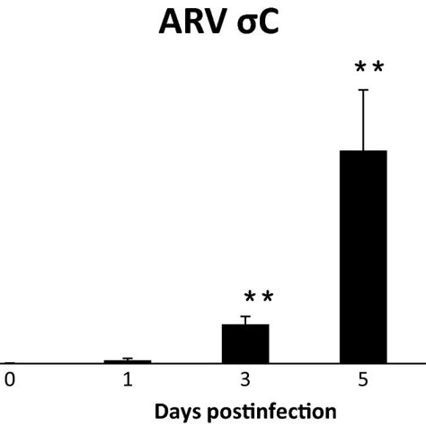 Kinetics Of Arv Replication In The Pblcs Of Spf Chickens Asterisks