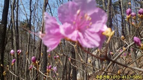 자연산 머위 야생 머위나물 머위잎 채취하러가는길 By 머위파는곳 네이버 블로그