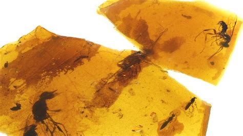 Amberia Research On Twitter 🚨 New Amberarticle 🚨 Amber And The