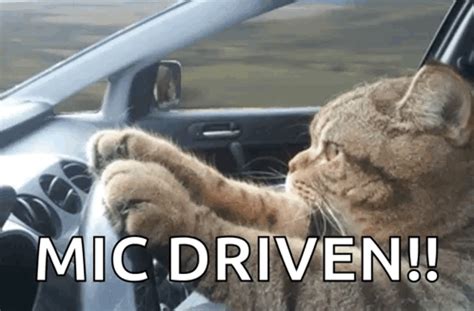 Cat Driving Serious  Cat Driving Serious Cat Discover And Share S