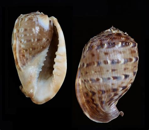 Cassis Tessellata Nice Dark Pattern Malacology