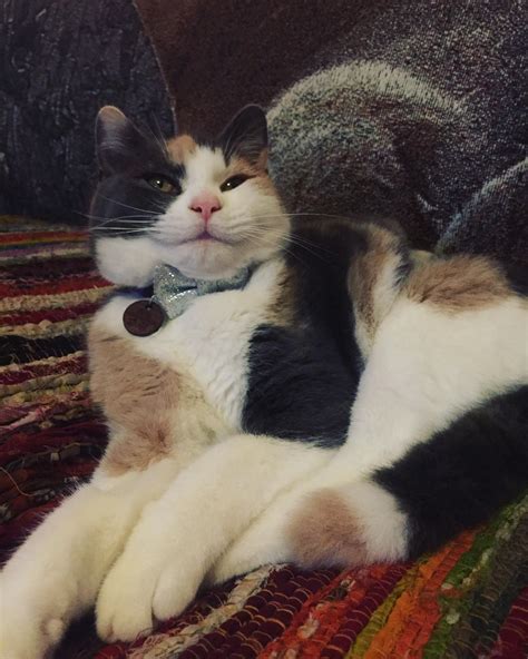 Chunky Kitten Is Back And She Has A Bow Tie That You Cant See So Well