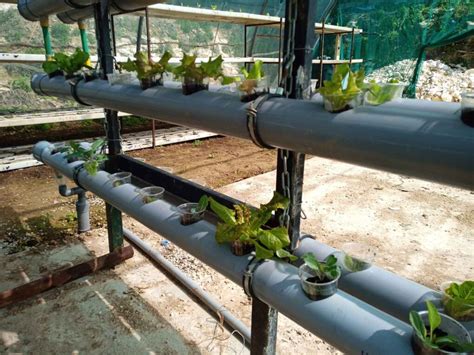 Aquaponics Save Time Space And Energy Igt