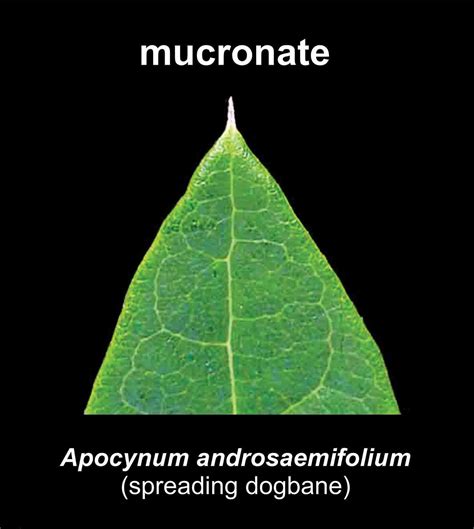 Gallery Leaf Apices Flora Of Newfoundland And Labrador