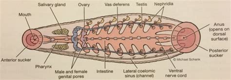 Leech Labelled Diagram