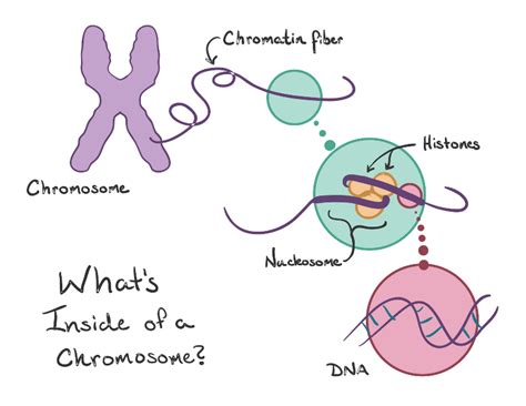 What Do Chromosomes Look Like And How Are Pairs Identified