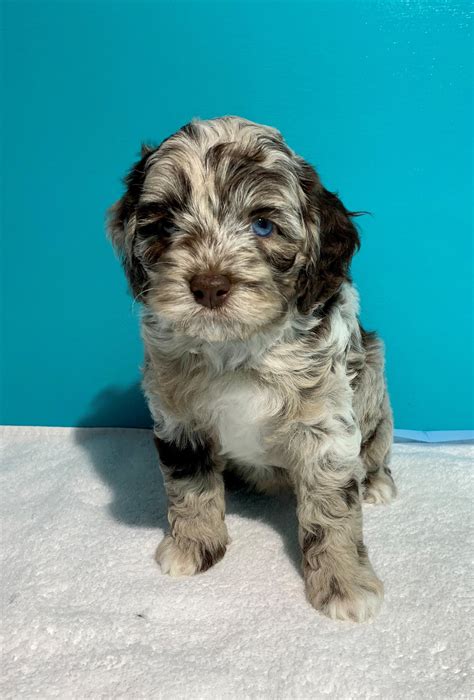 Previous Litters — Devins Doodles Cockapoo Breeder Vancouver Wa