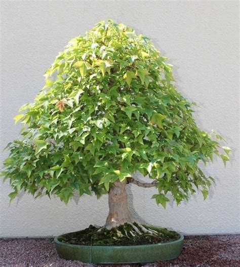 Japanese Trident Maple Bonsai At Jessie Ramirez Blog