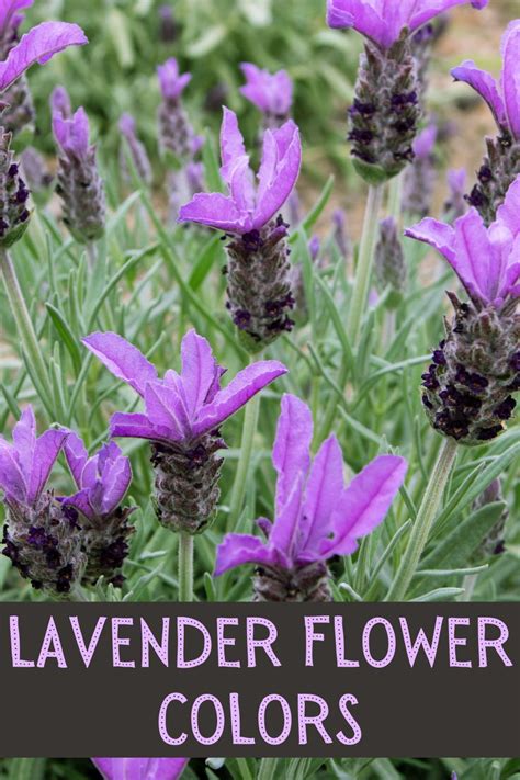 Lavender Flower Colors 17 Richly Hued Varieties In White Pink Purple