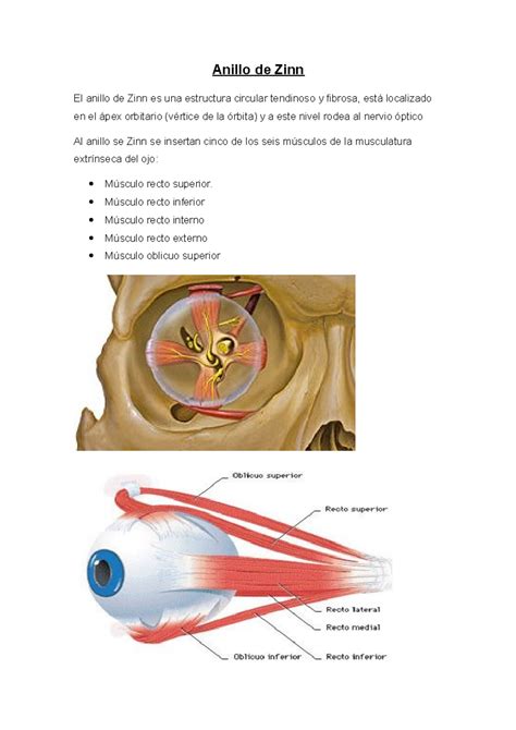 Anillo De Zinn Estructura Características De La Disposición De Los