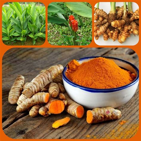 Culture Du Curcuma Tastyfullyfr