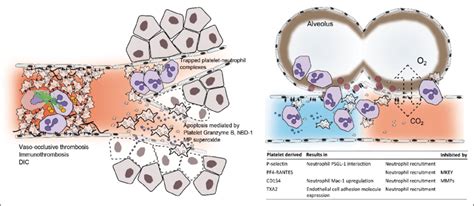 Platelets Contribute To Sepsis Complications Although Platelets Can