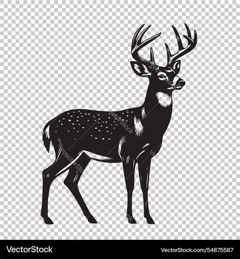 Whitetail Deer Royalty Free Vector Image Vectorstock