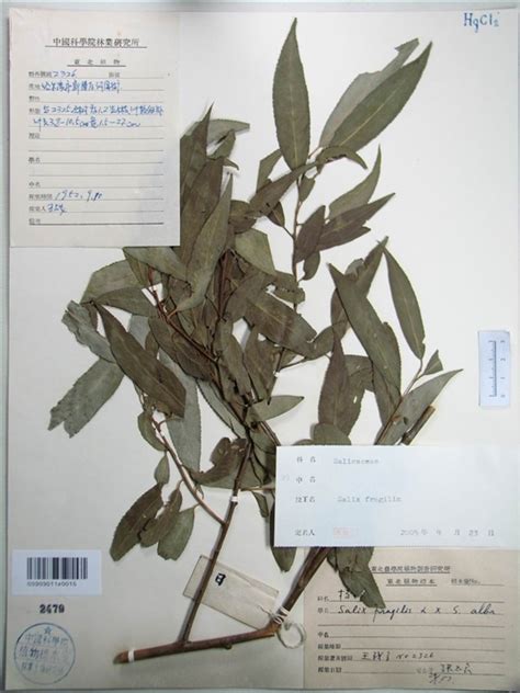 爆竹柳图册360百科