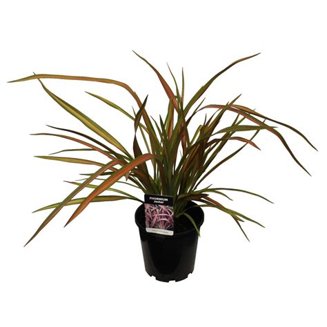 Phormium Jester 33l Lushingtons Phormium Jester 33l Lushingtons
