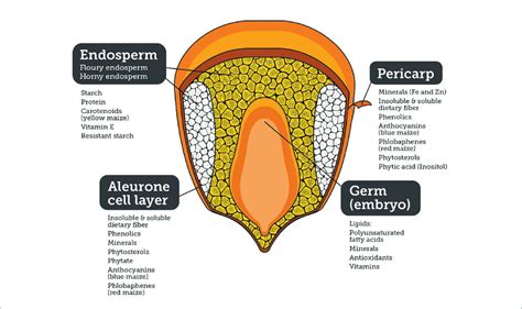 Nutritional Quality Of Different Components Of A Maize Kernel