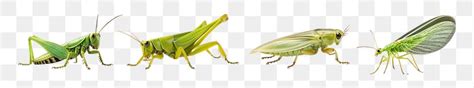 Grasshopper Wing Images Free Photos Png Stickers Wallpapers