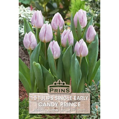 Tulip Candy Prince 10 Bulbs Excellent Cut Flowers