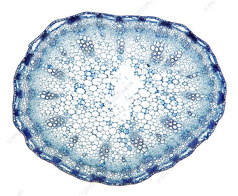 Coriander Stem Light Micrograph Stock Image C019 7062 Science Photo Library