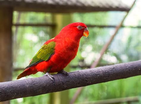 Premium Photo Chattering Lory Lorius Garrulus Parrot Sitting On Branch