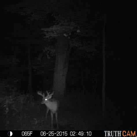 James Dingus Youtube