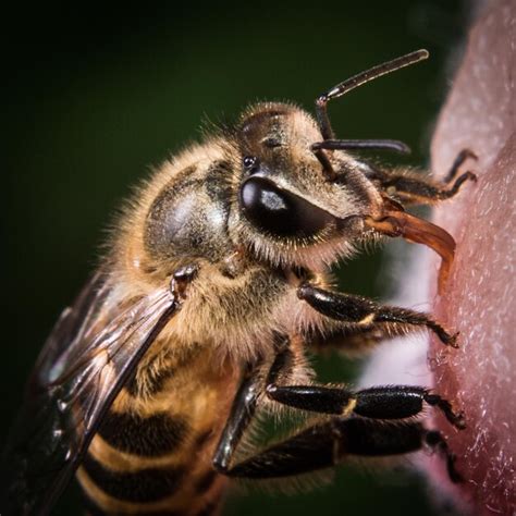 Premium Photo Close Up Of Bee Pollinating Flower
