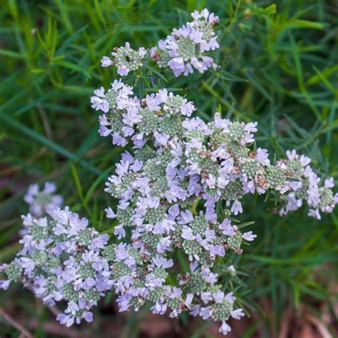 Slender Mountain Mint Pycanthemum Tenuifolium Live Starter Plant